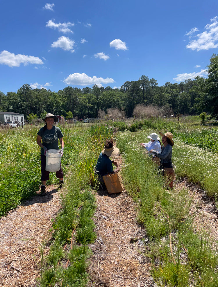 Plant Musings: – Clinical Traditions Herb Co.